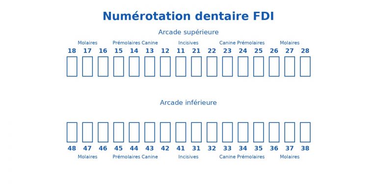 Numérotation des dents : comprendre les numéros du dentiste
