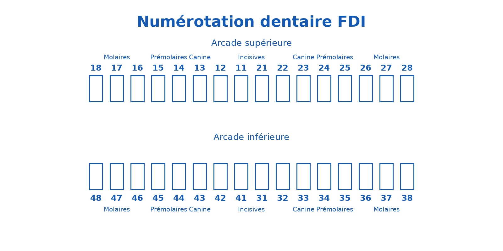 Numérotation des dents : comprendre les numéros du dentiste